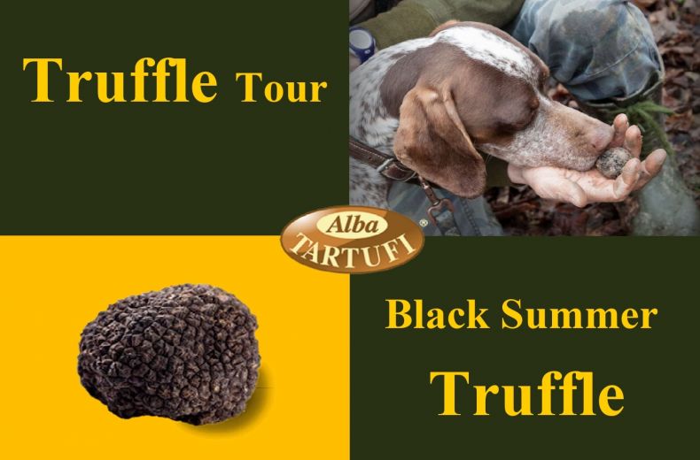 Alba Truffle Tour - ALBA TARTUFI - Season Truffles