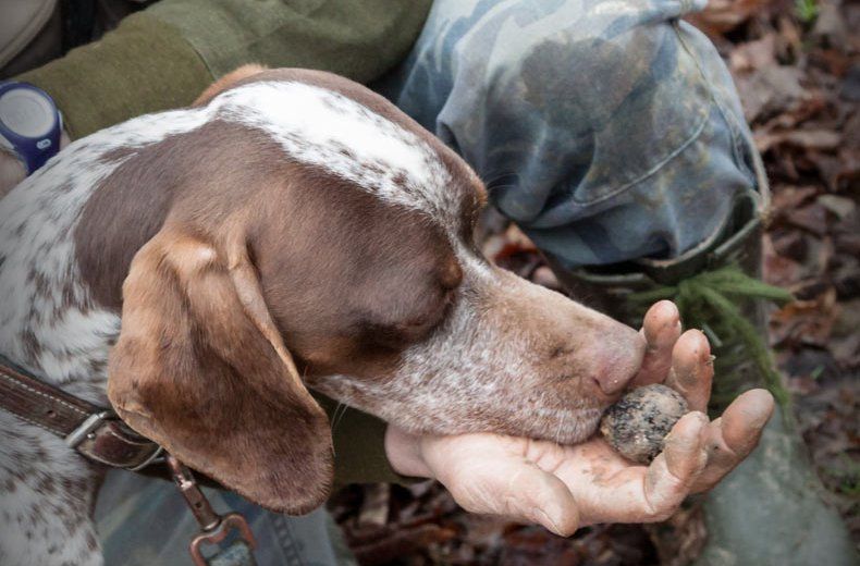 Tour de la Truffes Alba - Truffes du Piémont